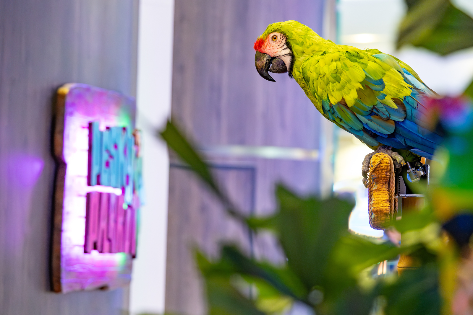 Pesky Parrot Tiki Bar - See Us Cruise
